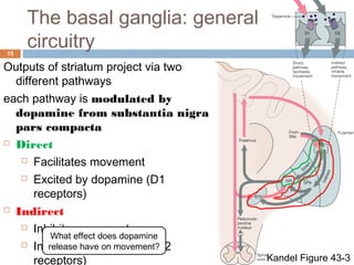 Cerebellum and basal ganglia | PPT