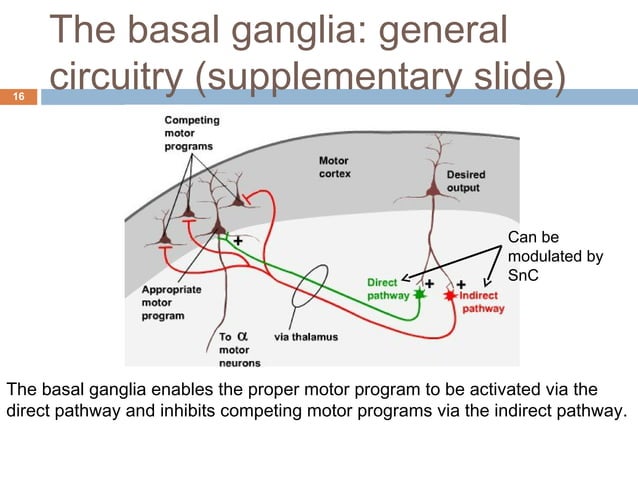 Cerebellum and basal ganglia | PPT