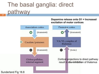 Cerebellum and basal ganglia | PPT