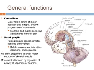 Cerebellum and basal ganglia | PPT