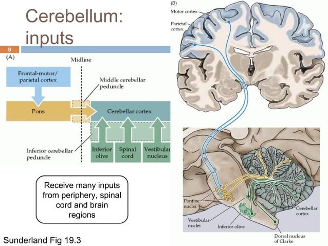 Cerebellum and basal ganglia | PPT