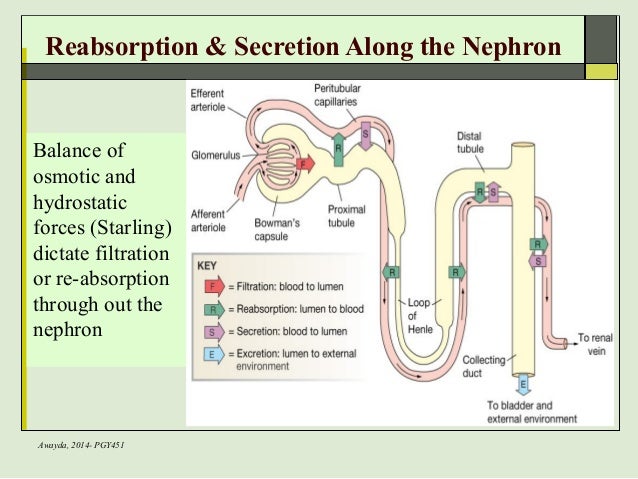 Kidney Nephron Secretion