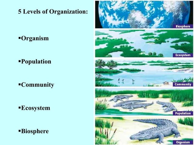 I:\7th grade\ecology\chapter1\ecology intro notes | PPT