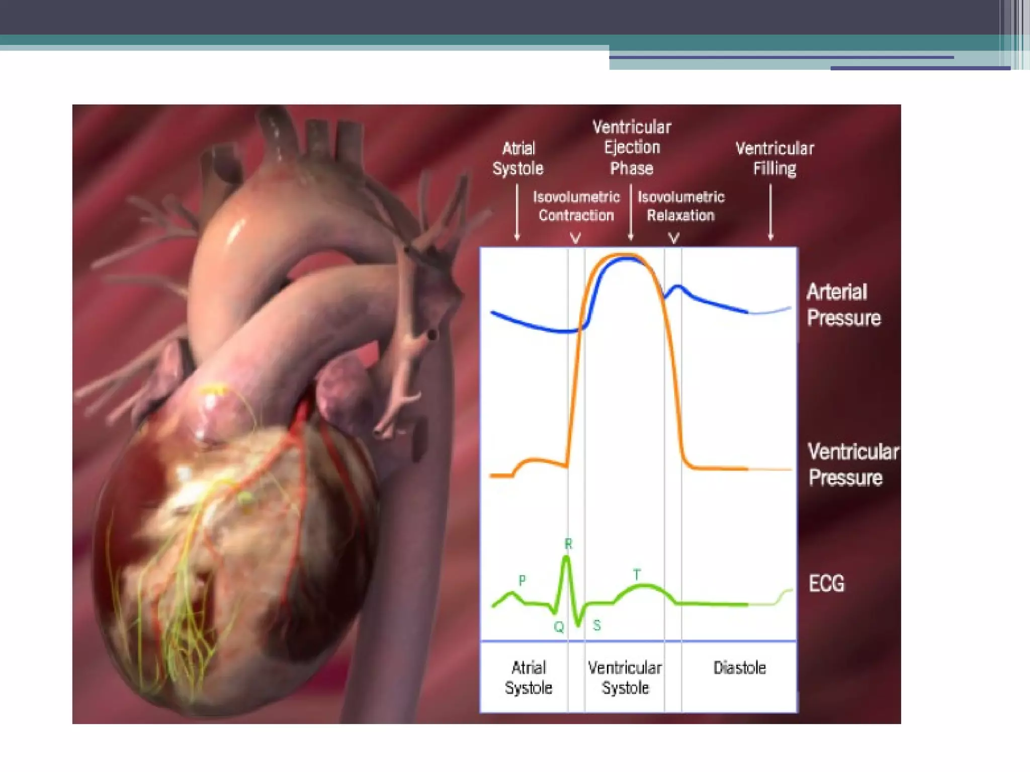 INTRA AORTIC BALLON PUMP (IABP) | PPT