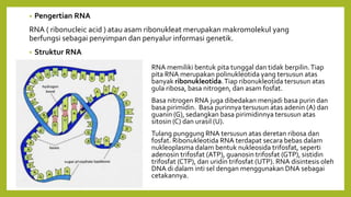 RNA & KEANEKARAGAMAN MAKHLUK HIDUP ilmu alamiah dasar | PPTX