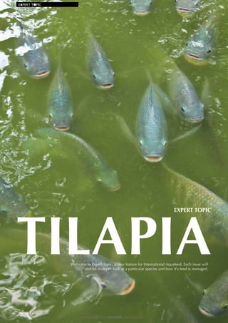EXPERT TOPIC - Tilapia | PDF