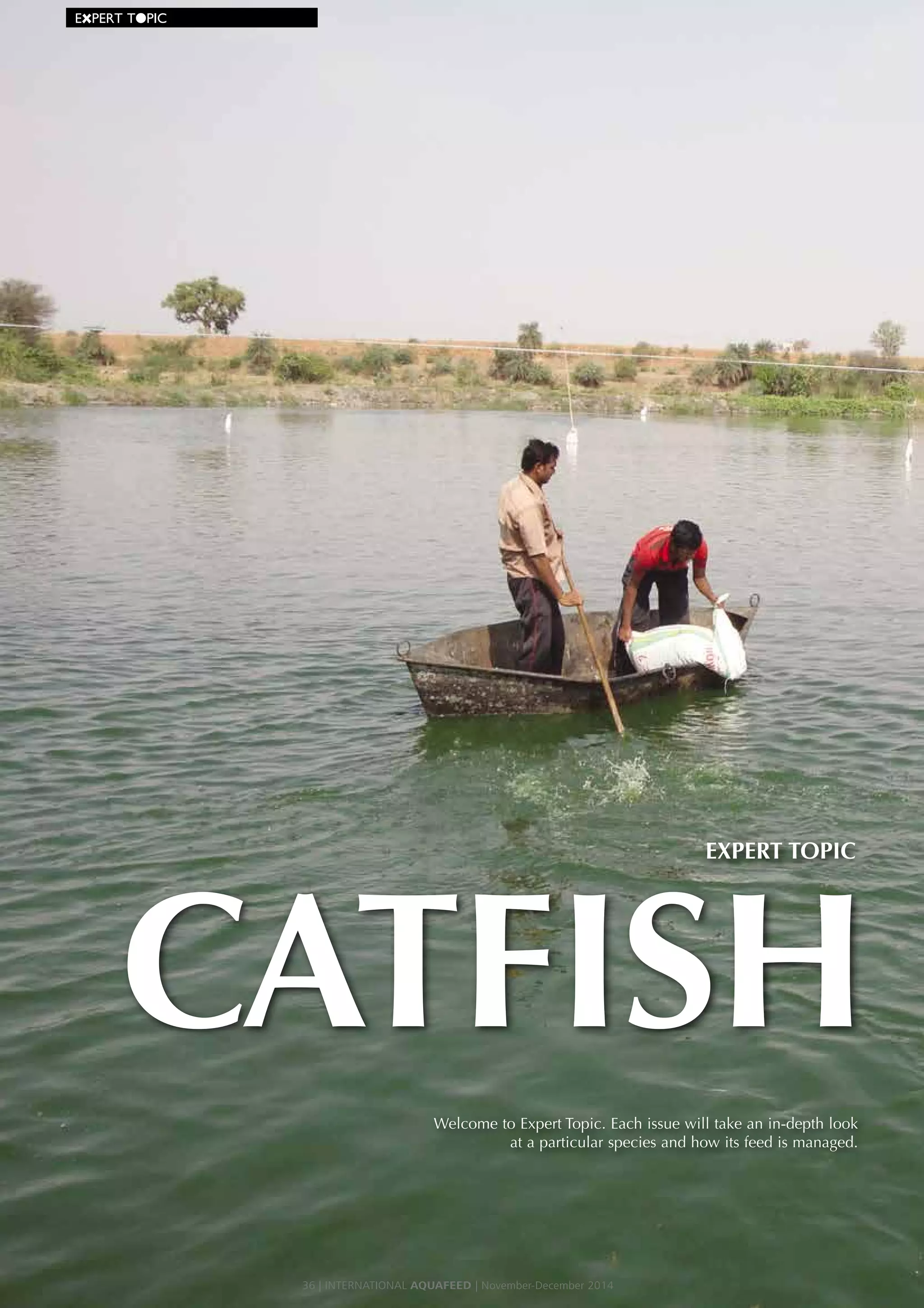 EXPERT TOPIC: Feed and feeding practices for Catfish in India | PDF