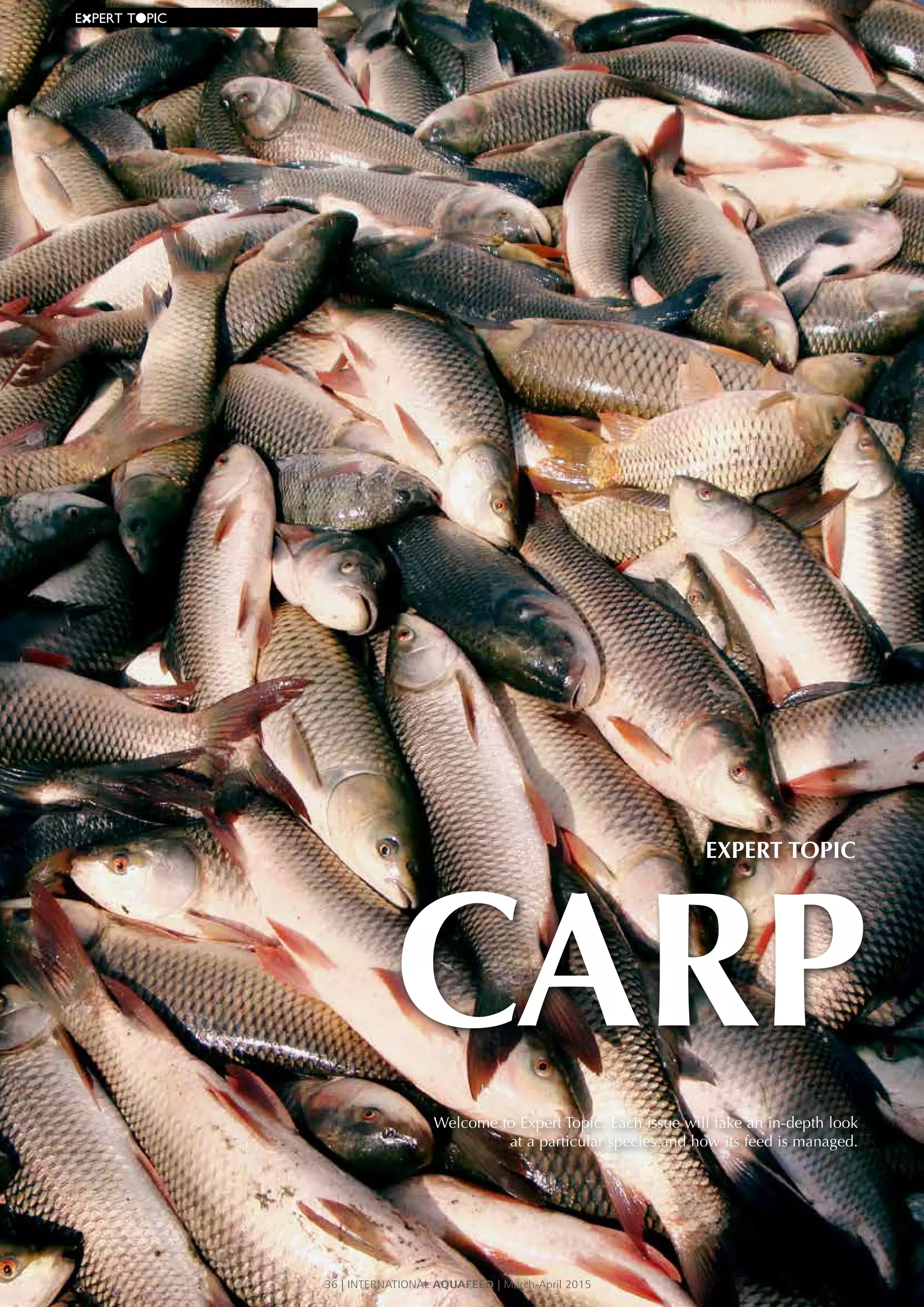 EXPERT TOPIC 1502: Carp | PDF
