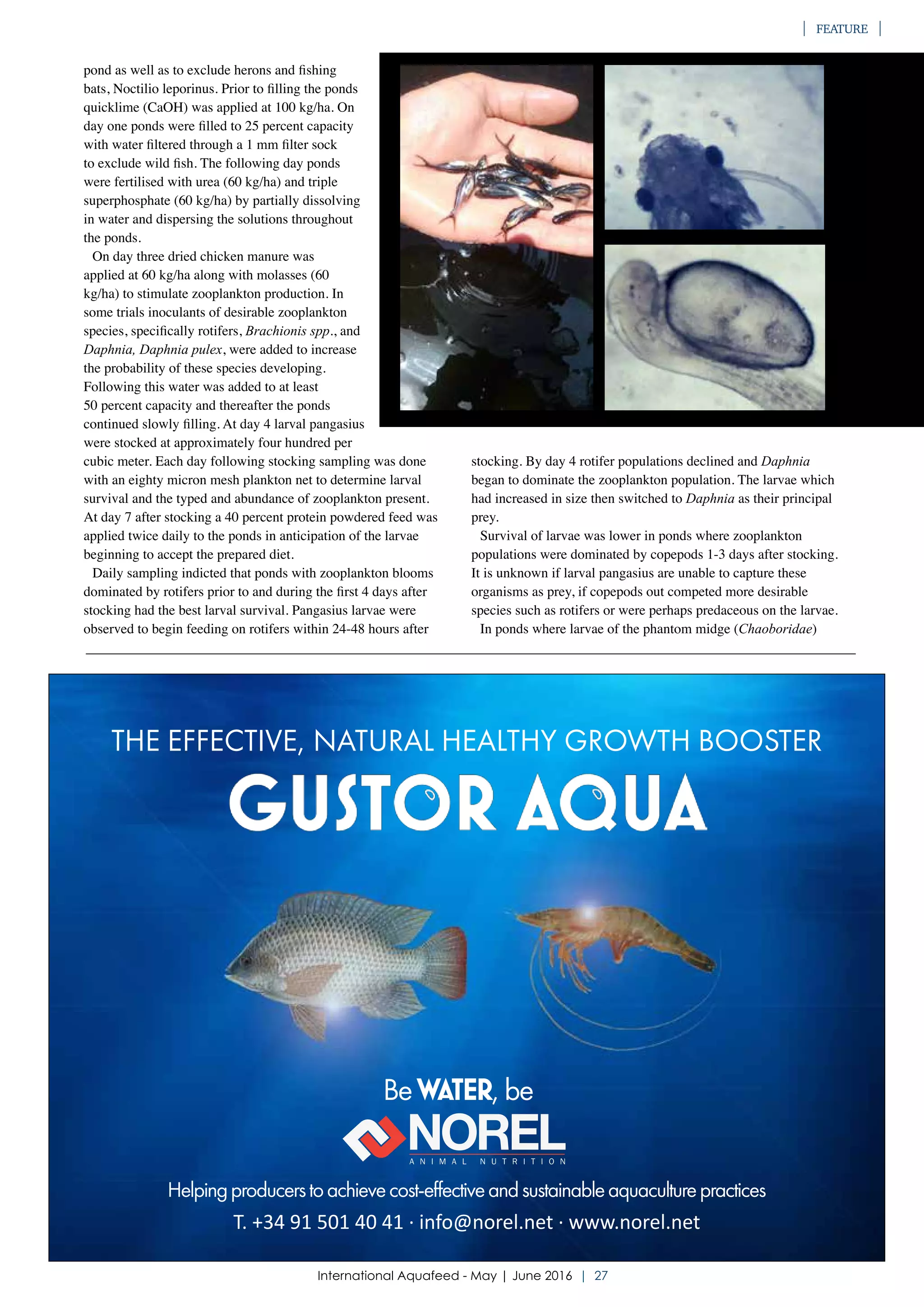 Larval culture of Pangasius in Puerto Rico | PDF