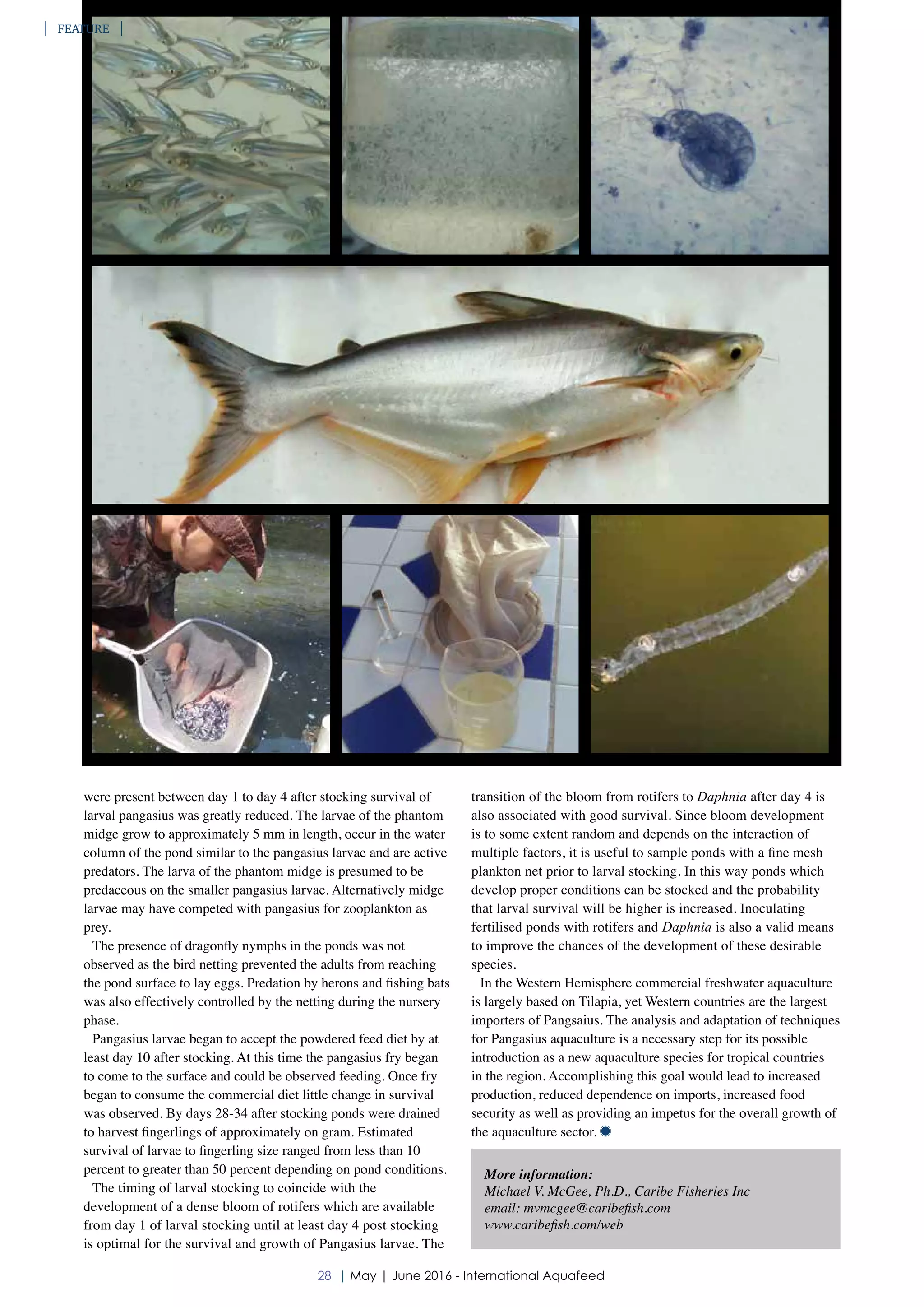 Larval culture of Pangasius in Puerto Rico | PDF