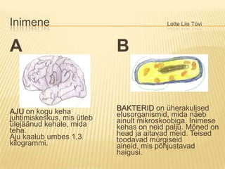 Lotte Liis - Inimene | PPT