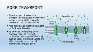 Drug absorption | PDF