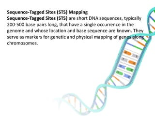 Study about 'Genome mapping' in molecular genetics.pdf