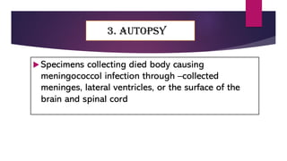 Neisseria meningitidis : Medical bacteriology ppt | PDF
