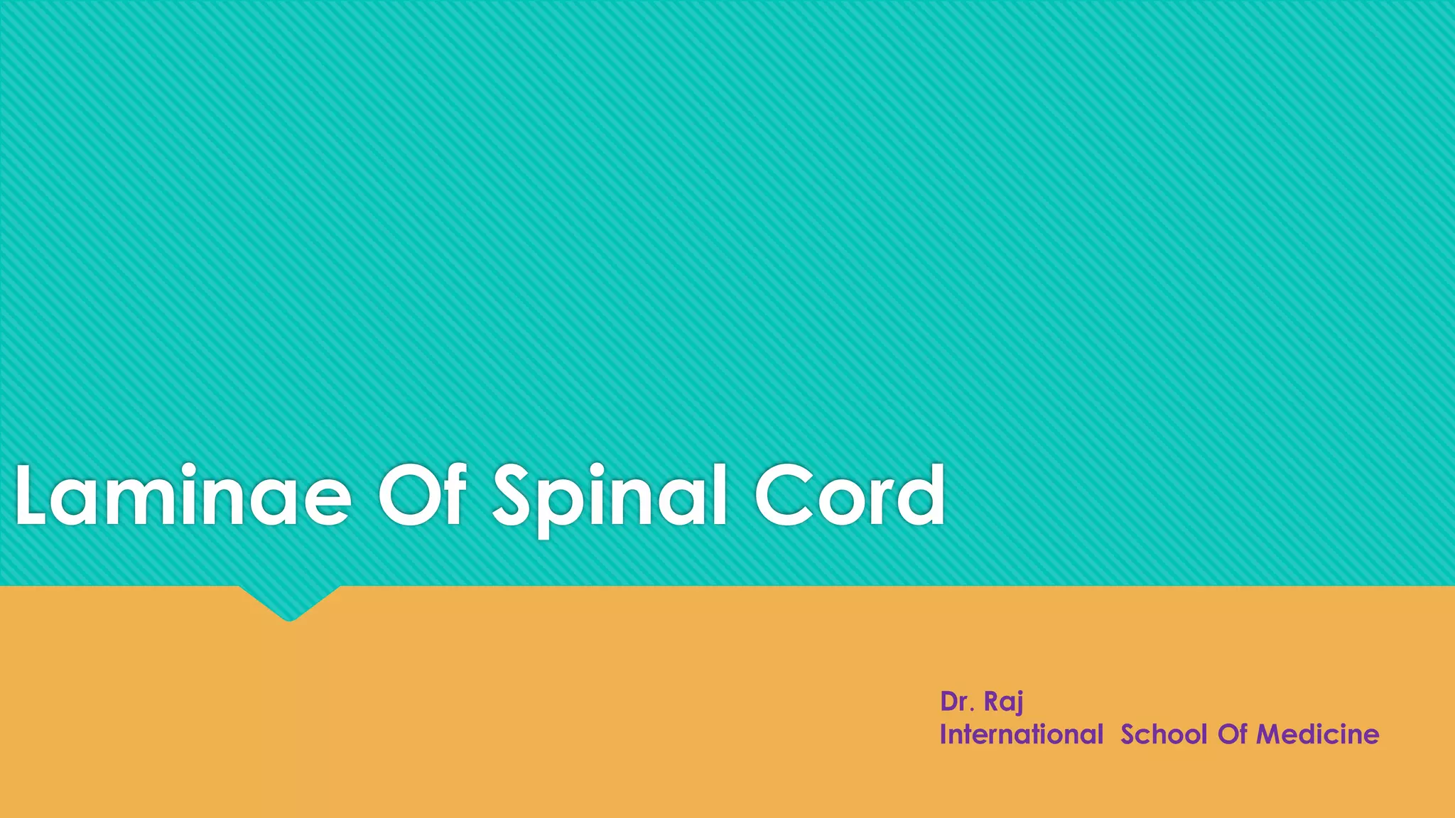 Laminae Of Spinal Cord | PDF