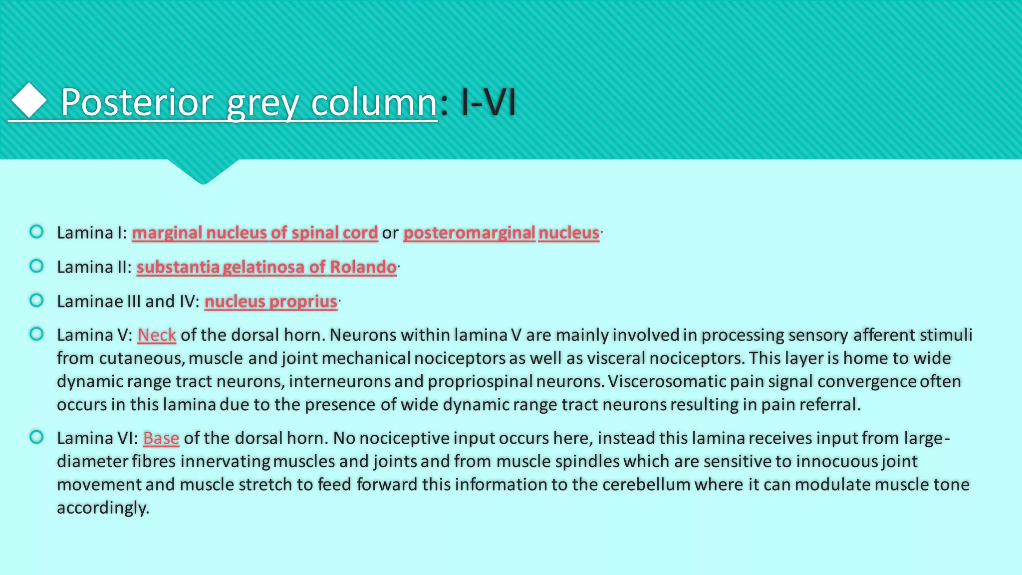 Laminae Of Spinal Cord | PDF