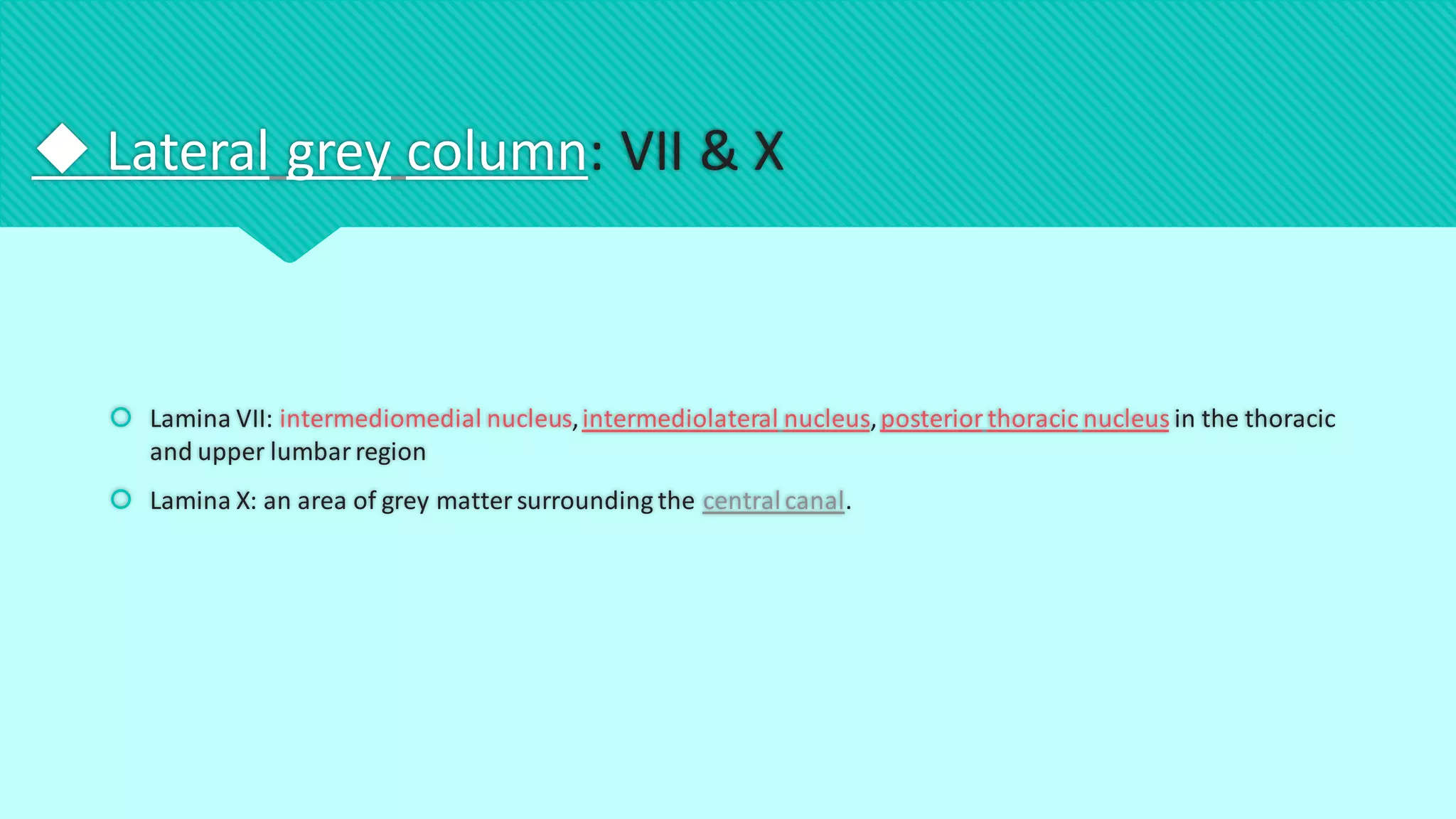 Laminae Of Spinal Cord | PDF