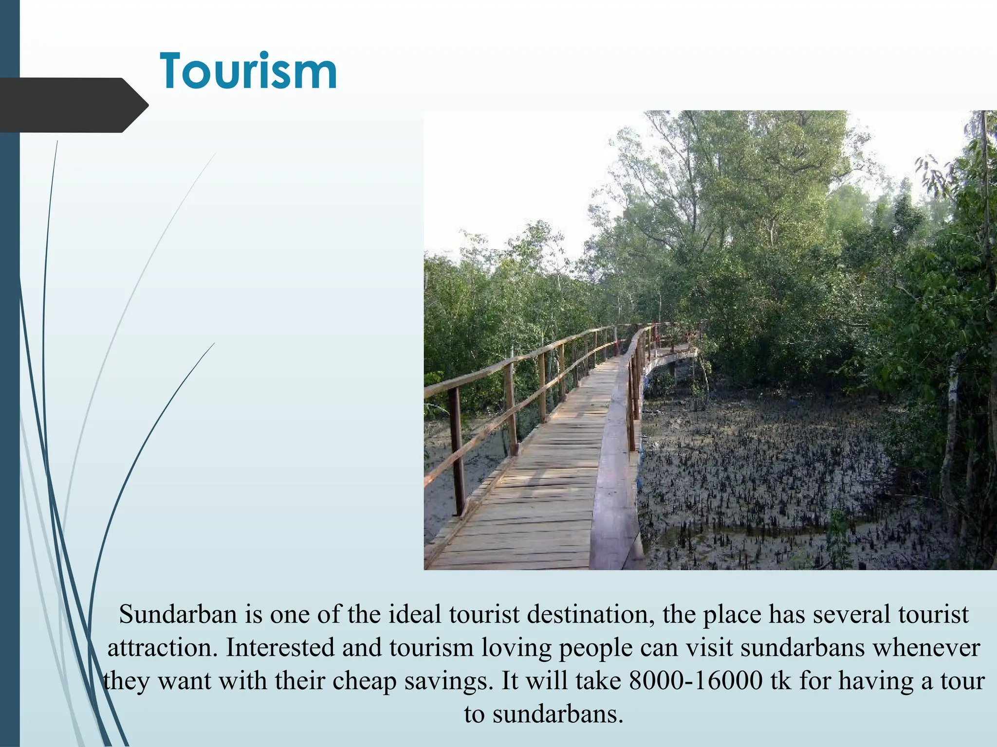 Sundarban 'The Largest Mangrove Forest' .pptx