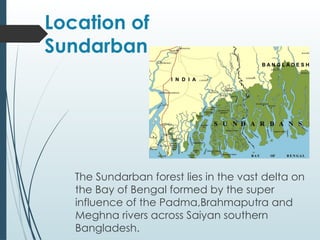 Sundarban 'The Largest Mangrove Forest' .pptx