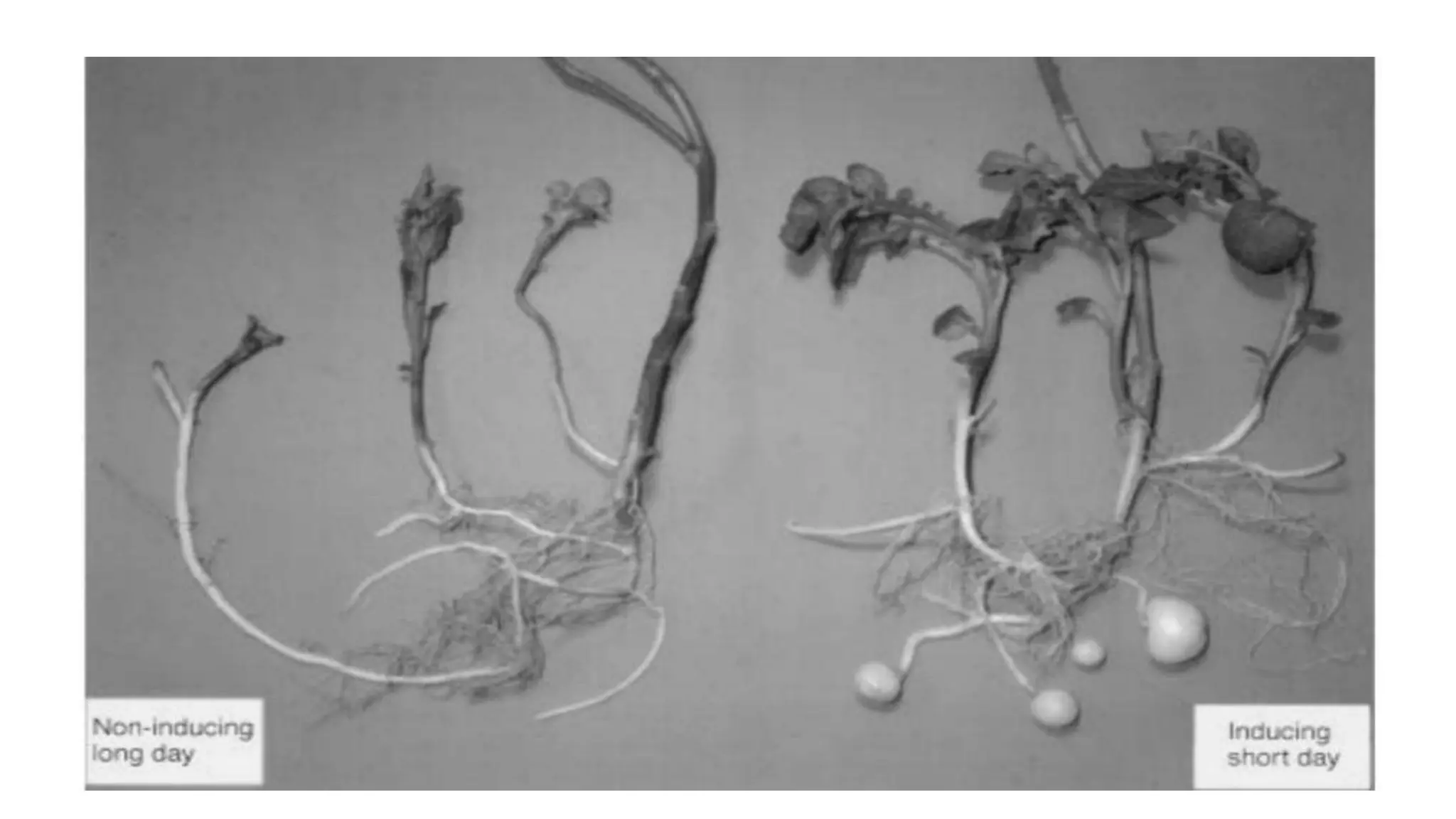Tuberization in Potato | PPTX
