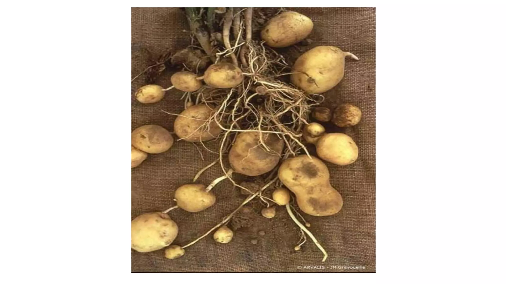 Tuberization in Potato | PPTX