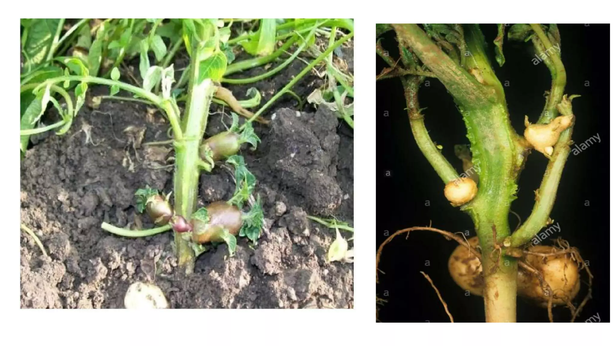 Tuberization in Potato | PPTX