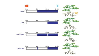 Tuberization in Potato | PPTX