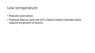 Tuberization in Potato | PPTX