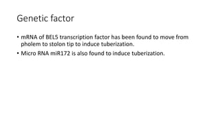 Tuberization in Potato | PPTX