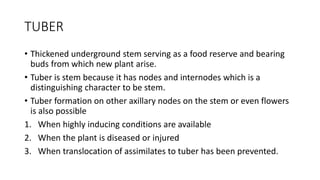 Tuberization in Potato | PPTX
