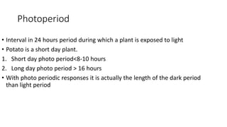 Tuberization in Potato | PPTX