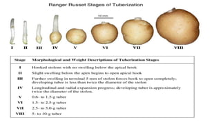 Tuberization in Potato | PPT