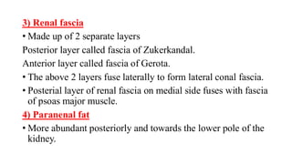 I am sharing 'urinary system (Ankur)' with you.pdf