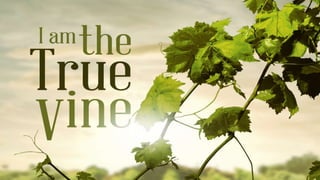 I am the true vine | PPTX