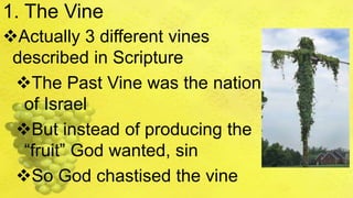 I am the true vine | PPTX
