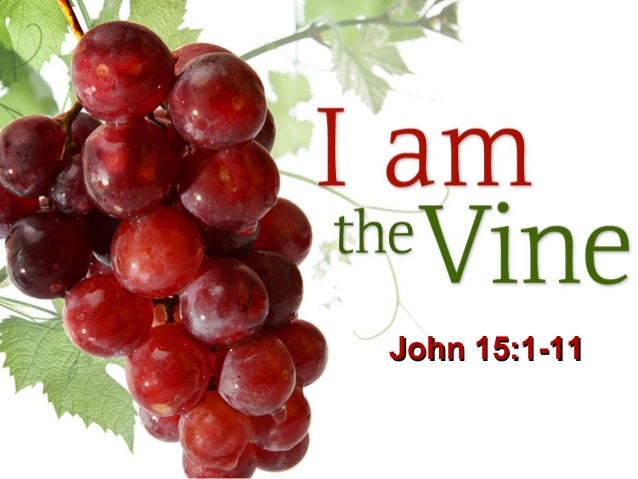 I am the vine