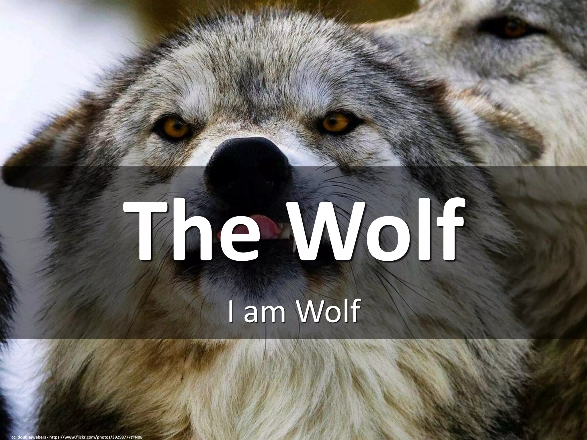 I am Wolf | PPT | Free Download