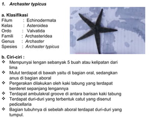 INVENTARISASI JENIS-JENIS BINTANG LAUT (ASTEROIDEA) | PPT