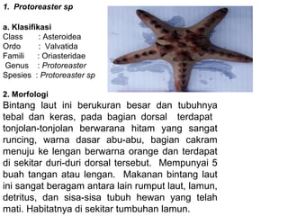 INVENTARISASI JENIS-JENIS BINTANG LAUT (ASTEROIDEA) | PPT
