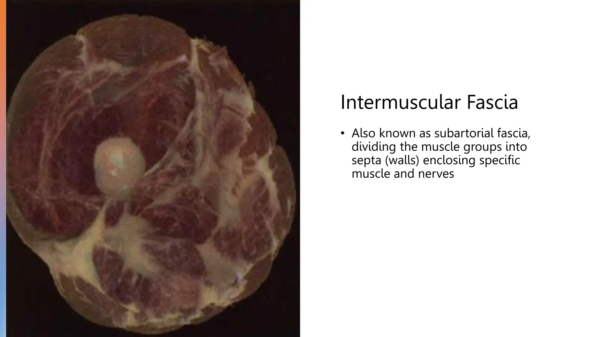 Fascia & Manual Therapy.pptx