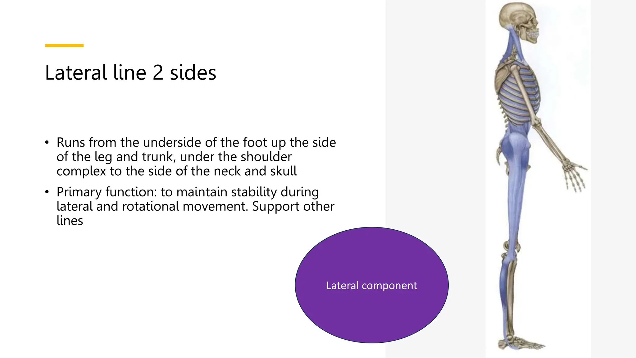 Fascia & Manual Therapy.pptx