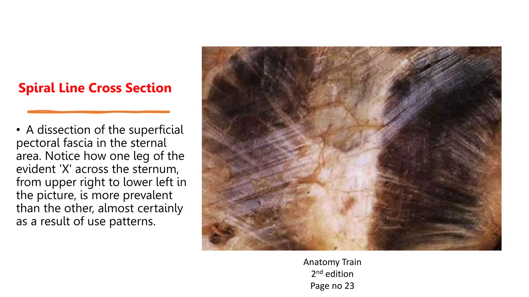 Fascia & Manual Therapy.pptx