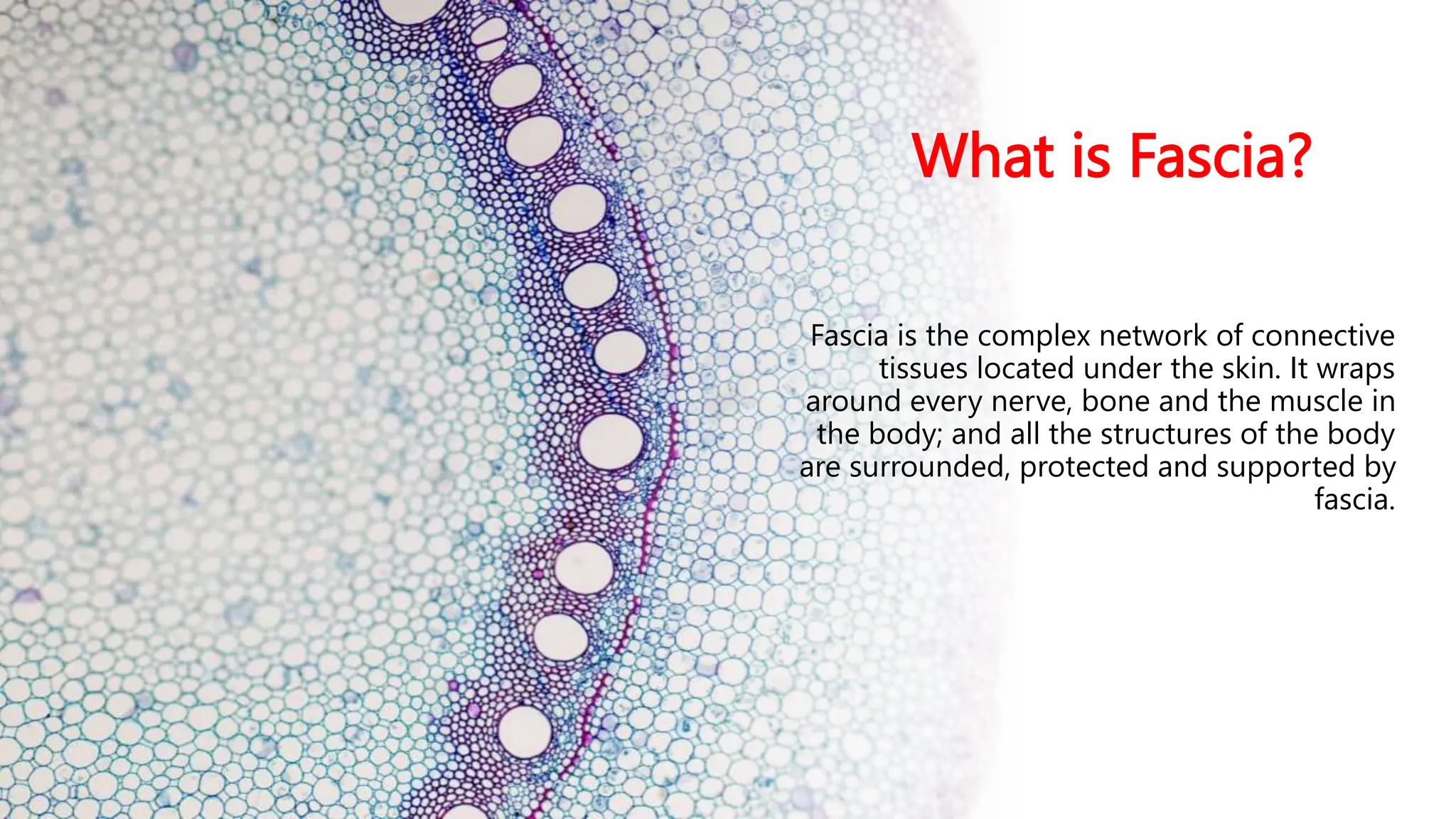 Fascia & Manual Therapy.pptx