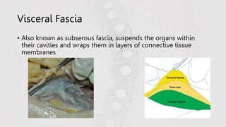 Fascia & Manual Therapy.pptx
