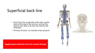 Fascia & Manual Therapy.pptx
