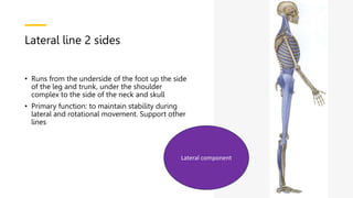 Fascia & Manual Therapy.pptx