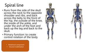 Fascia & Manual Therapy.pptx