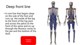 Fascia & Manual Therapy.pptx