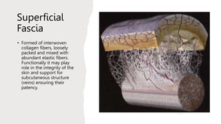 Fascia & Manual Therapy.pptx