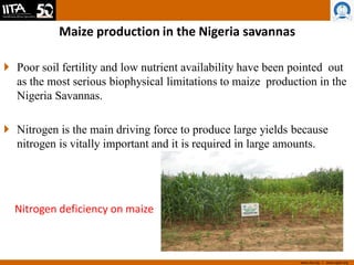 Understanding the response of drought-tolerant maize varieties to nitrogen application in the ...